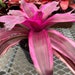 Bromeliad, Neoregelia Pink Magic - Etsy