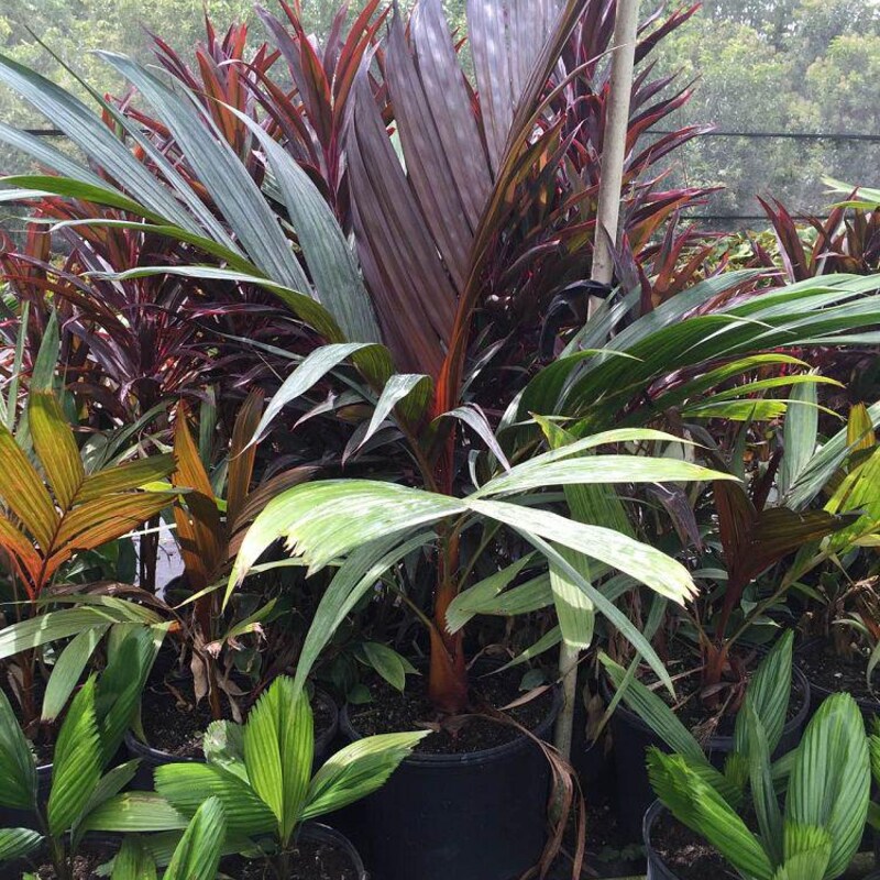 Areca Palm - Etsy