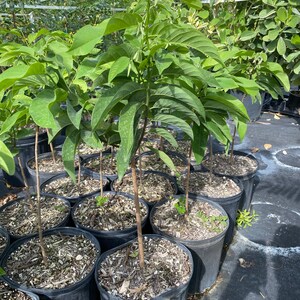 Sugar Apple Fruit Tree, Sweetsop Tree - Etsy