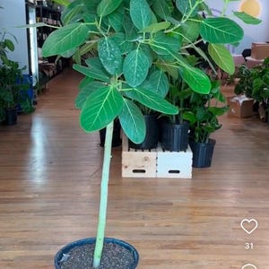 Ficus Banyan Tree Form Single Stem, Ficus Benghalensisis, Best Indoor ...