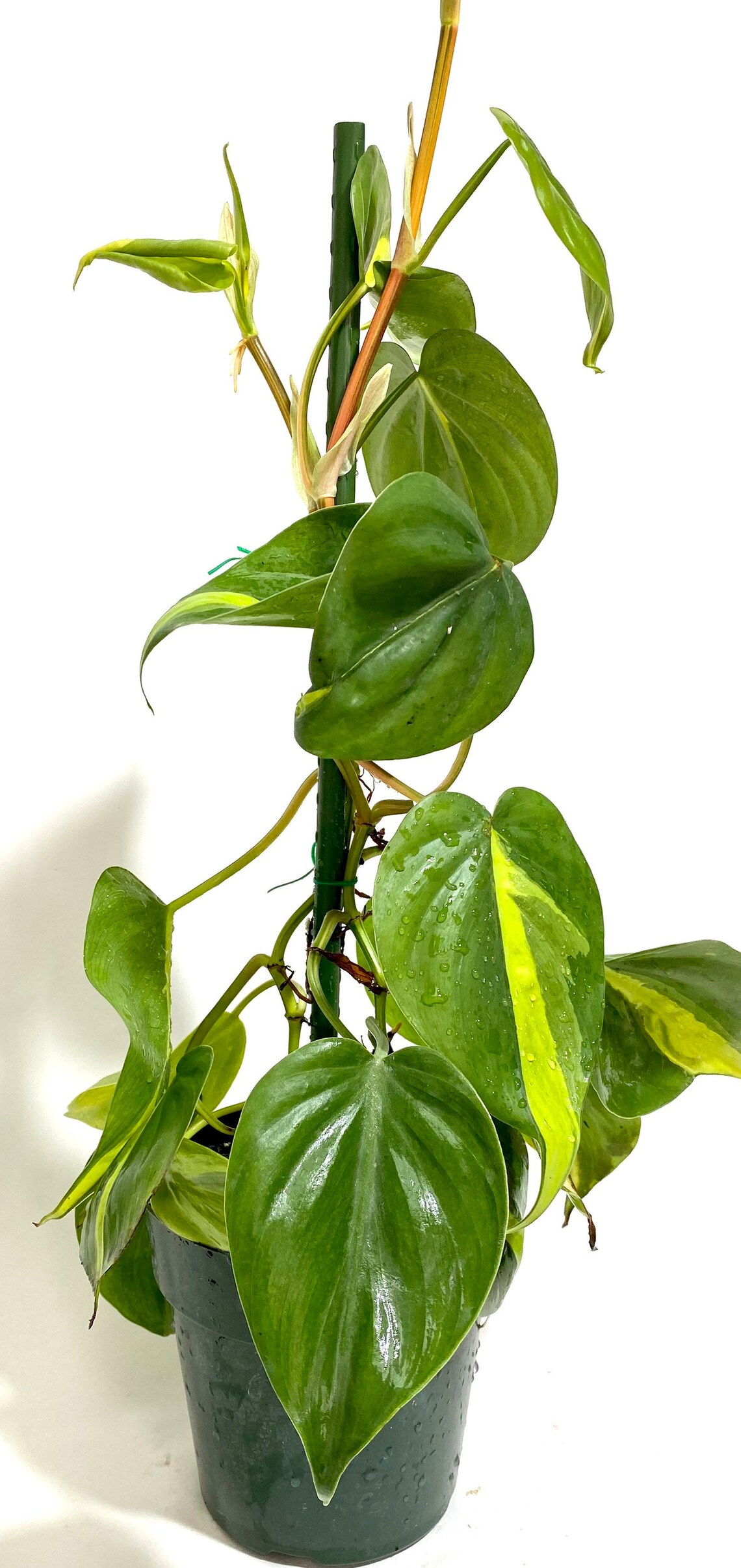 Philodendron Brazil in Trellis Live Tropical Plant Vine - Etsy