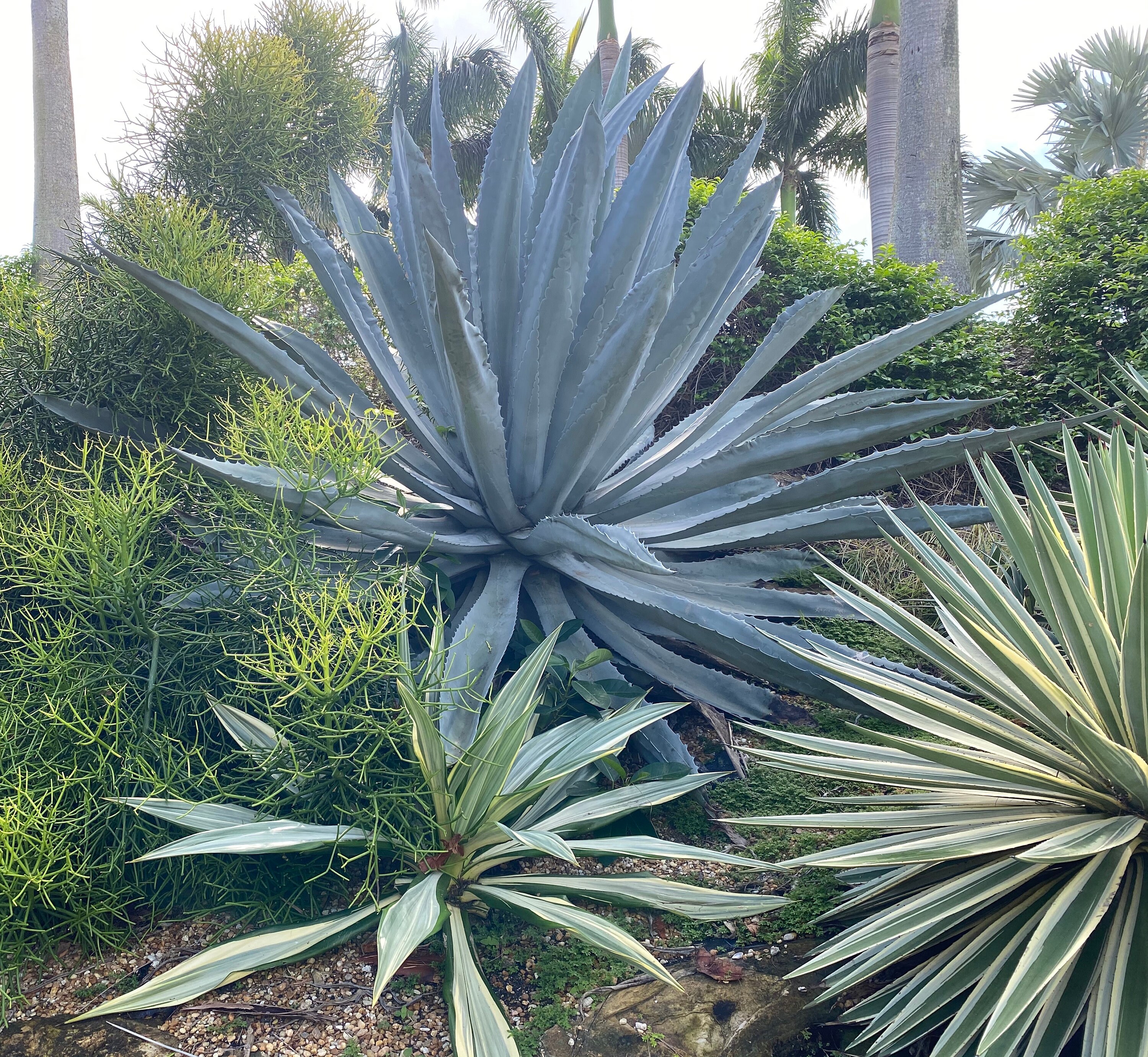 Blue Agave Tequila Plant