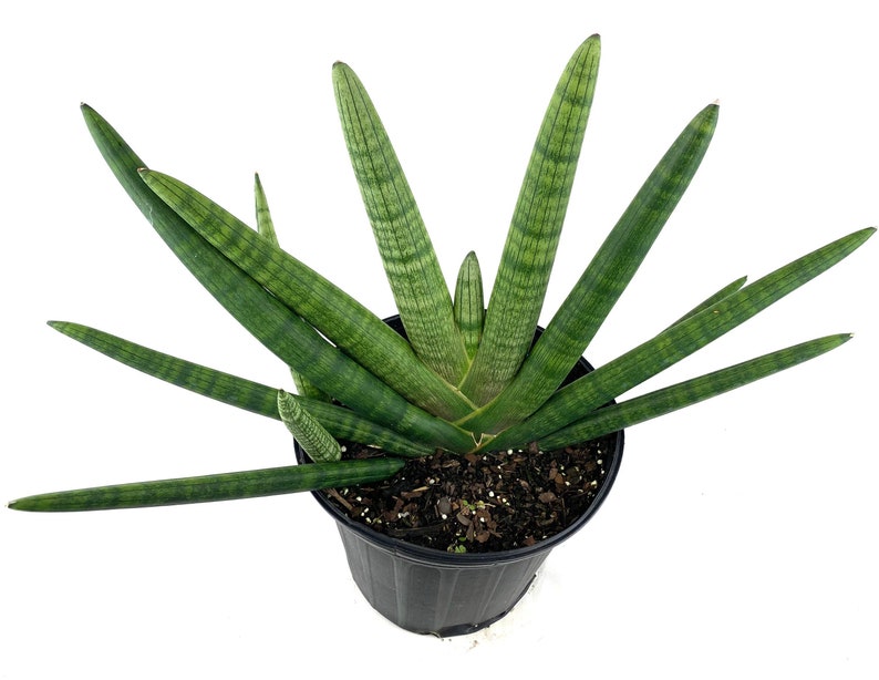 Sansevieria Starfish Boncel Cylindrica Snake Plant Live - Etsy