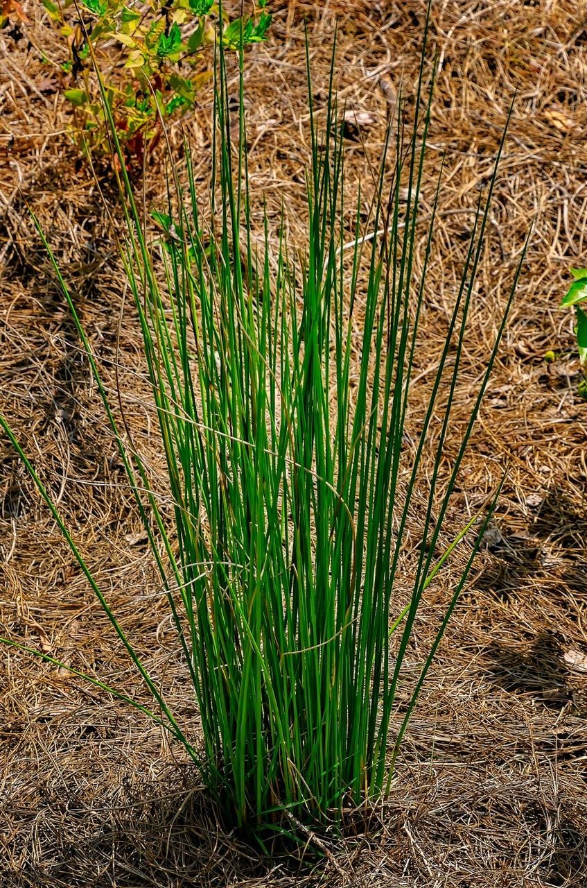 Juncus Grass Juncus Effusus (soft Rush) | Izel Native Plants