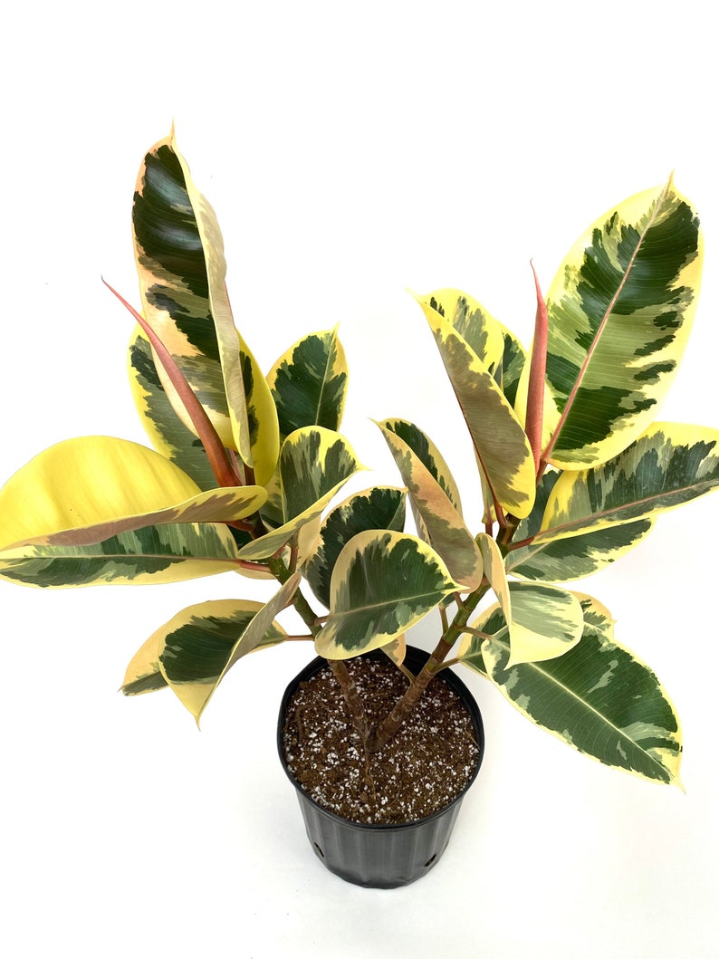 Ficus Tineke Tree Form Double Variegated Elastica Rubber Tree Etsy