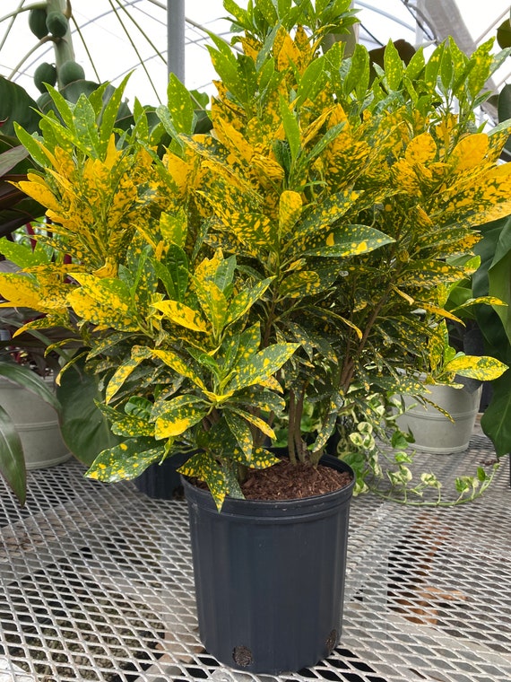 Croton Gold Dust Live Tropical Plant Indoor or Outdoor - Etsy