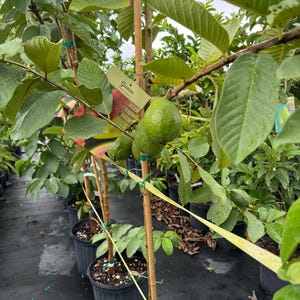 Ruby Supreme Guava Fruit Tree, Psidium Guajava - Etsy