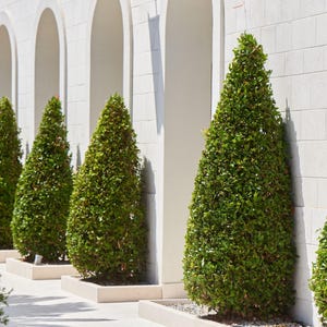 Topiary Eugenia Cone - Etsy