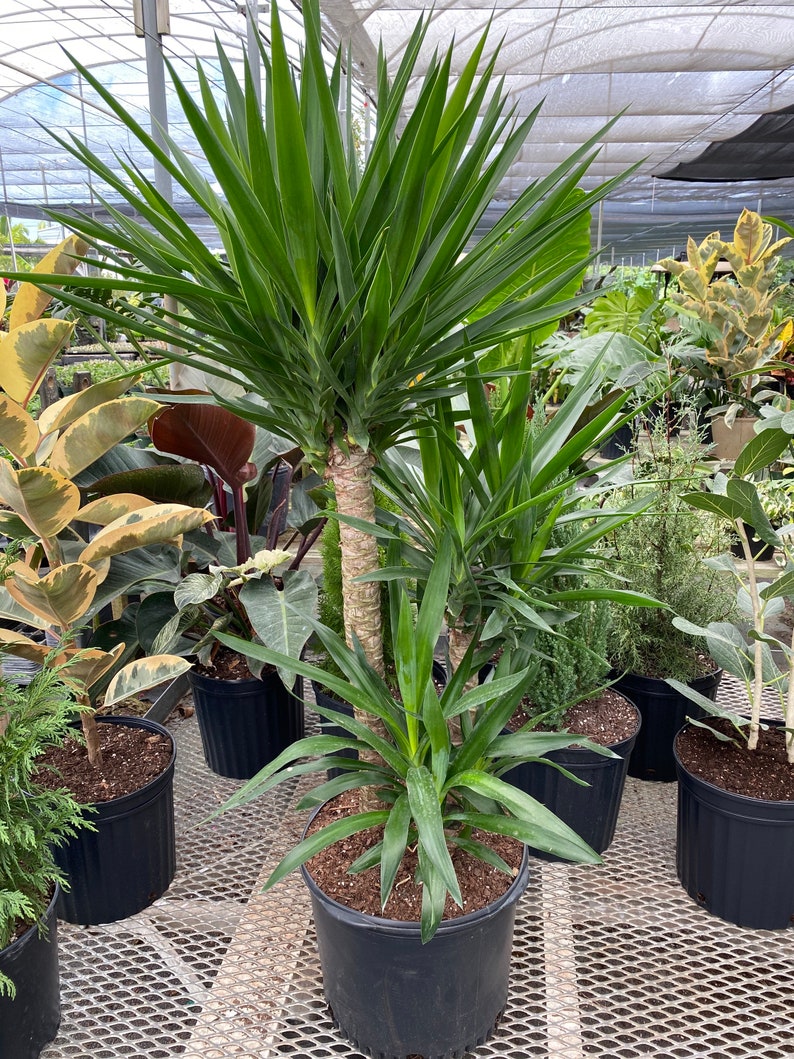 Dracaena Yucca Cane, Yucca Gigantea 3 Stem Staggered - Etsy