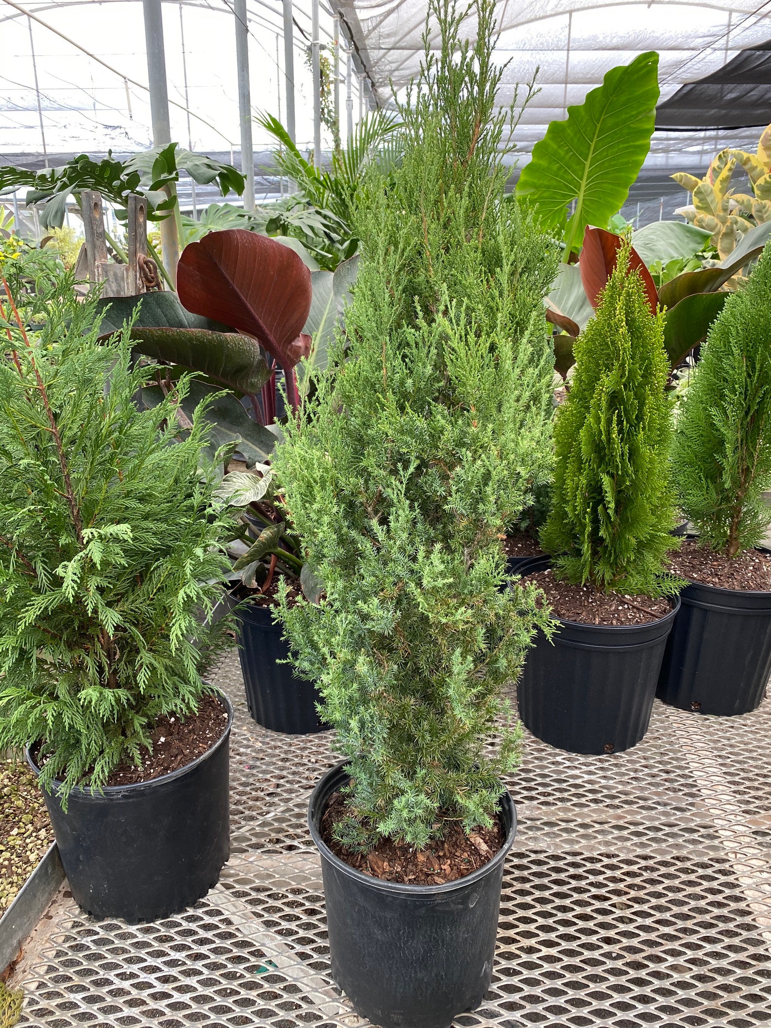 Brodie Eastern Red Cedar Tree Fast Growing Evergreen Privacy - Etsy