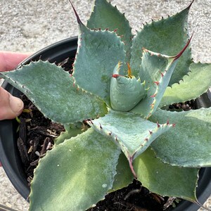 Agave Parryi J.C. Raulston - Etsy