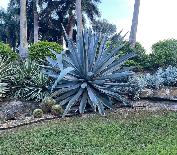Blue Agave Tequila Plant