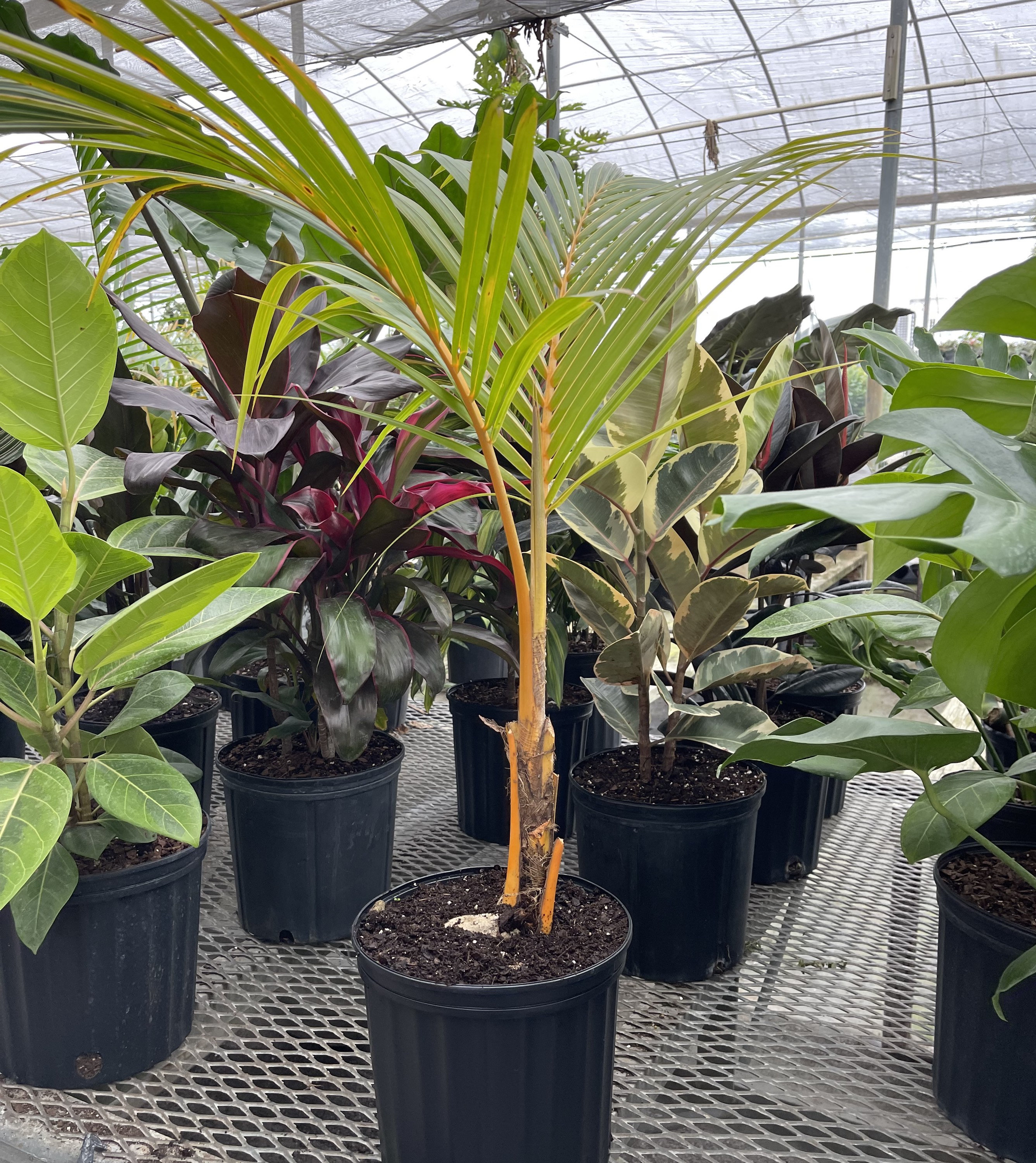 Palm Coconut Tree Red Spicata, Live Tropical Palm - Etsy