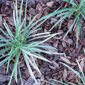 Liriope Muscari Aztec Variegated, Monkey Grass - Etsy
