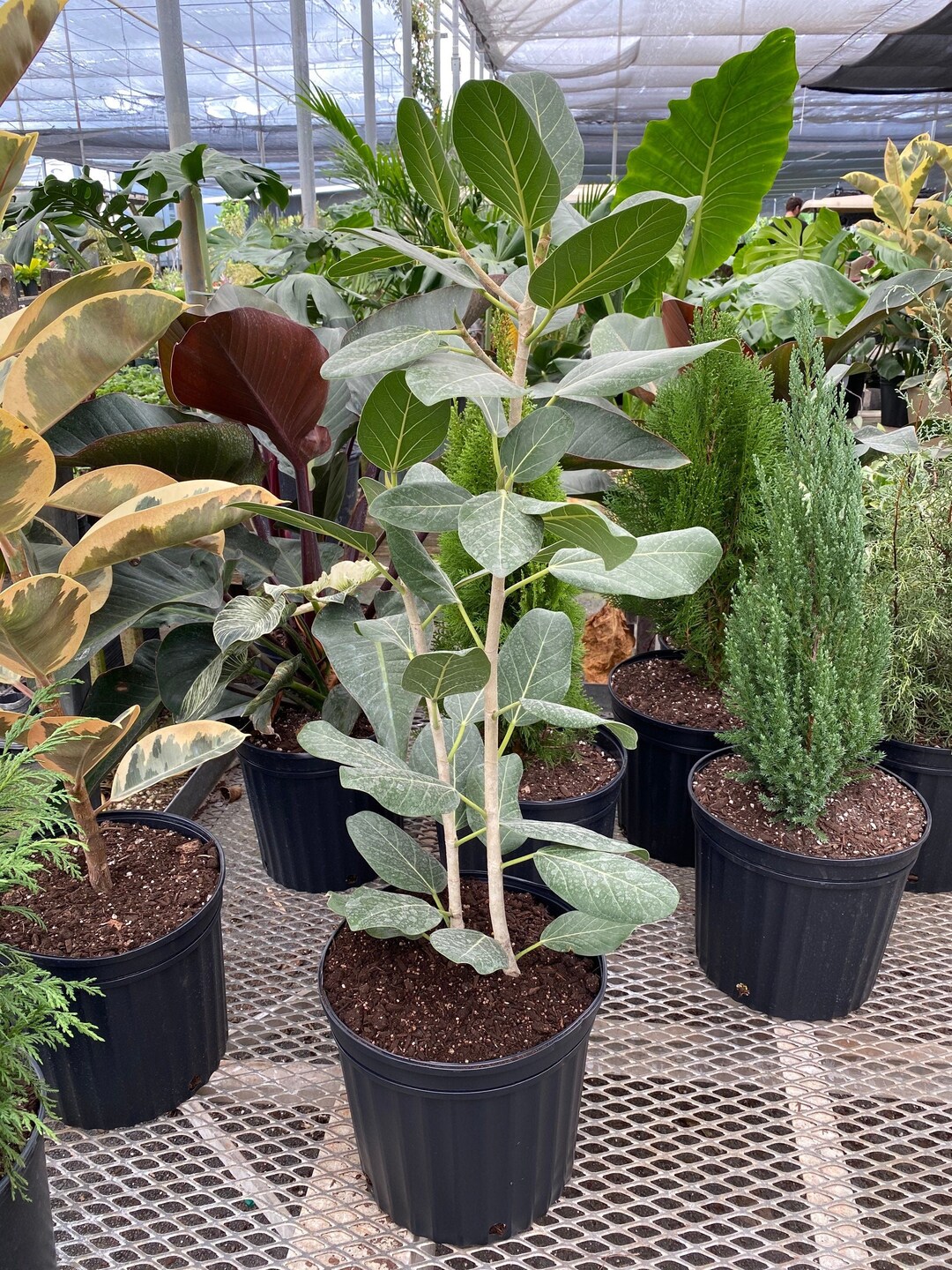 Ficus Audrey Tree Form Double Ficus Benghalensisis Bengal Fig - Etsy