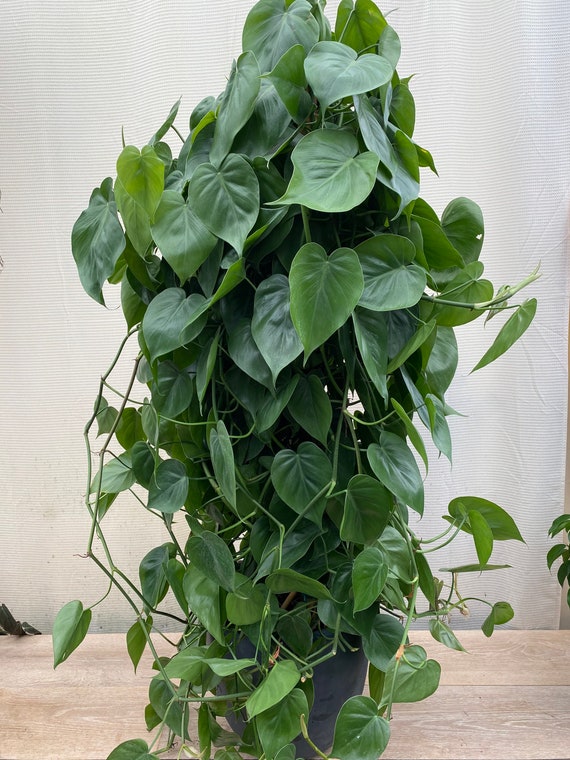 Indoor Heartleaf Philodendron