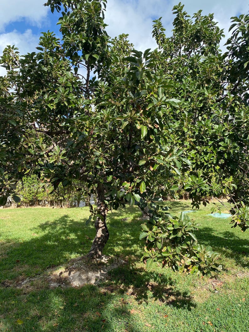 Monroe Avocado Fruit Tree, Cold Hardy Persea Americana - Etsy