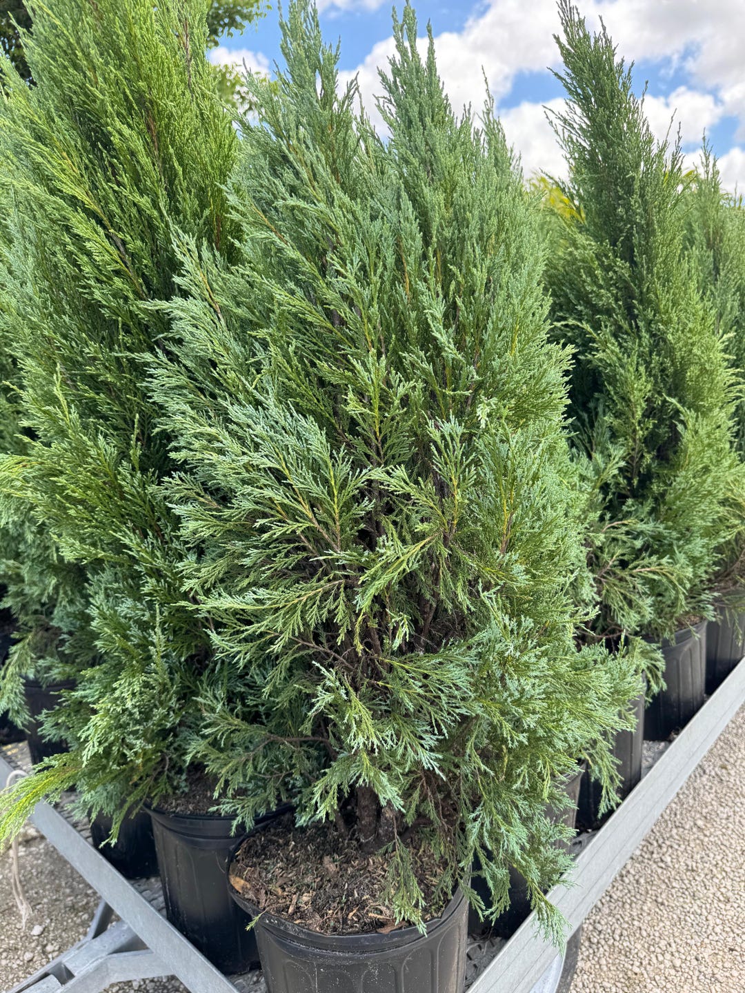 Medora Juniper, Rocky Mountain Juniperus Scopulorum - Etsy