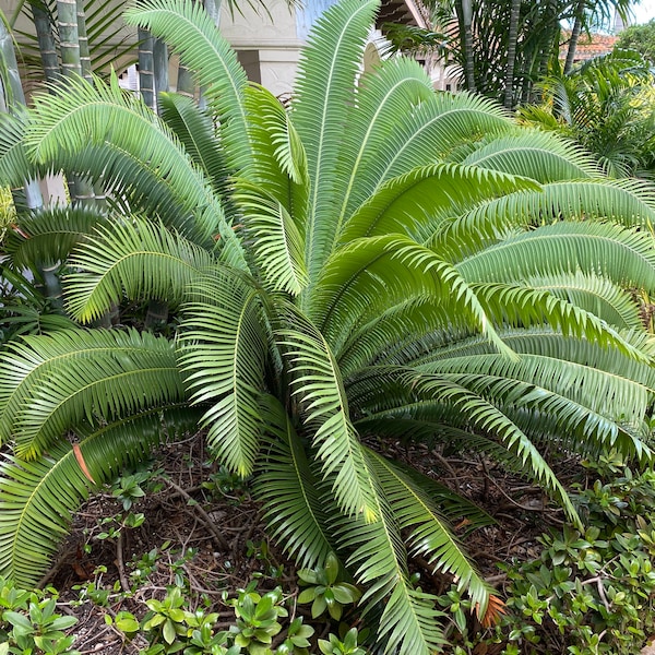 Cycad - Etsy