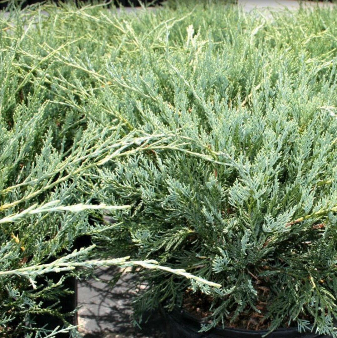 Grey Owl Juniper Shrub - Etsy