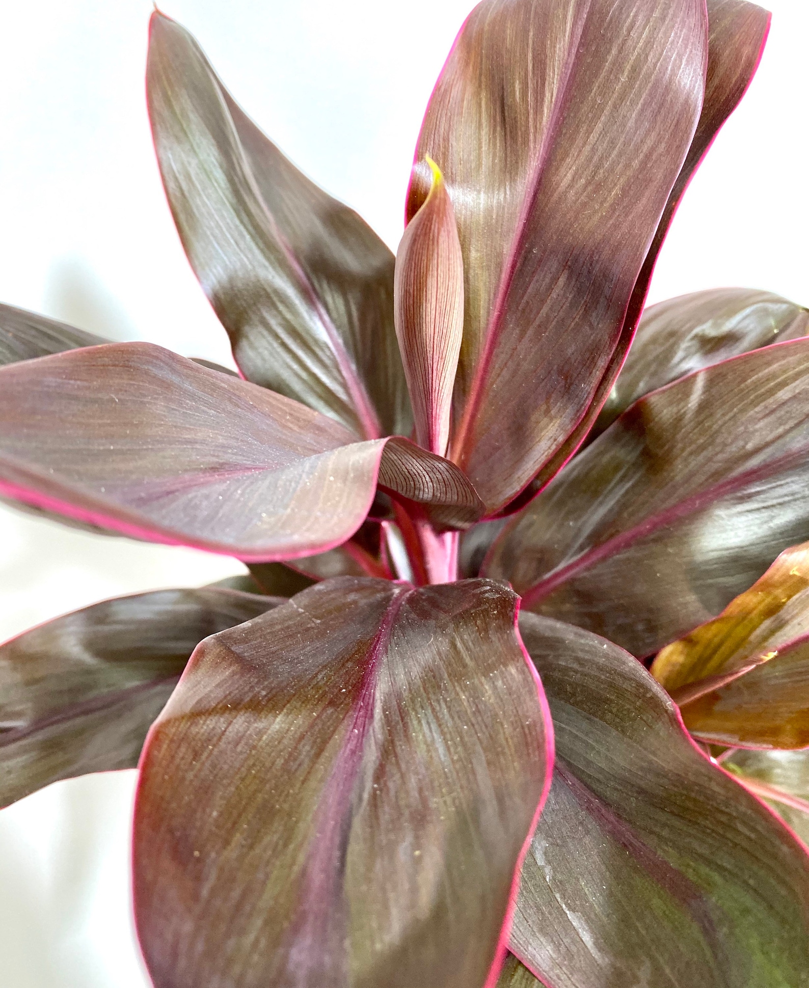 Cordyline Fruticosa Ruby, Good Luck Plant - Etsy