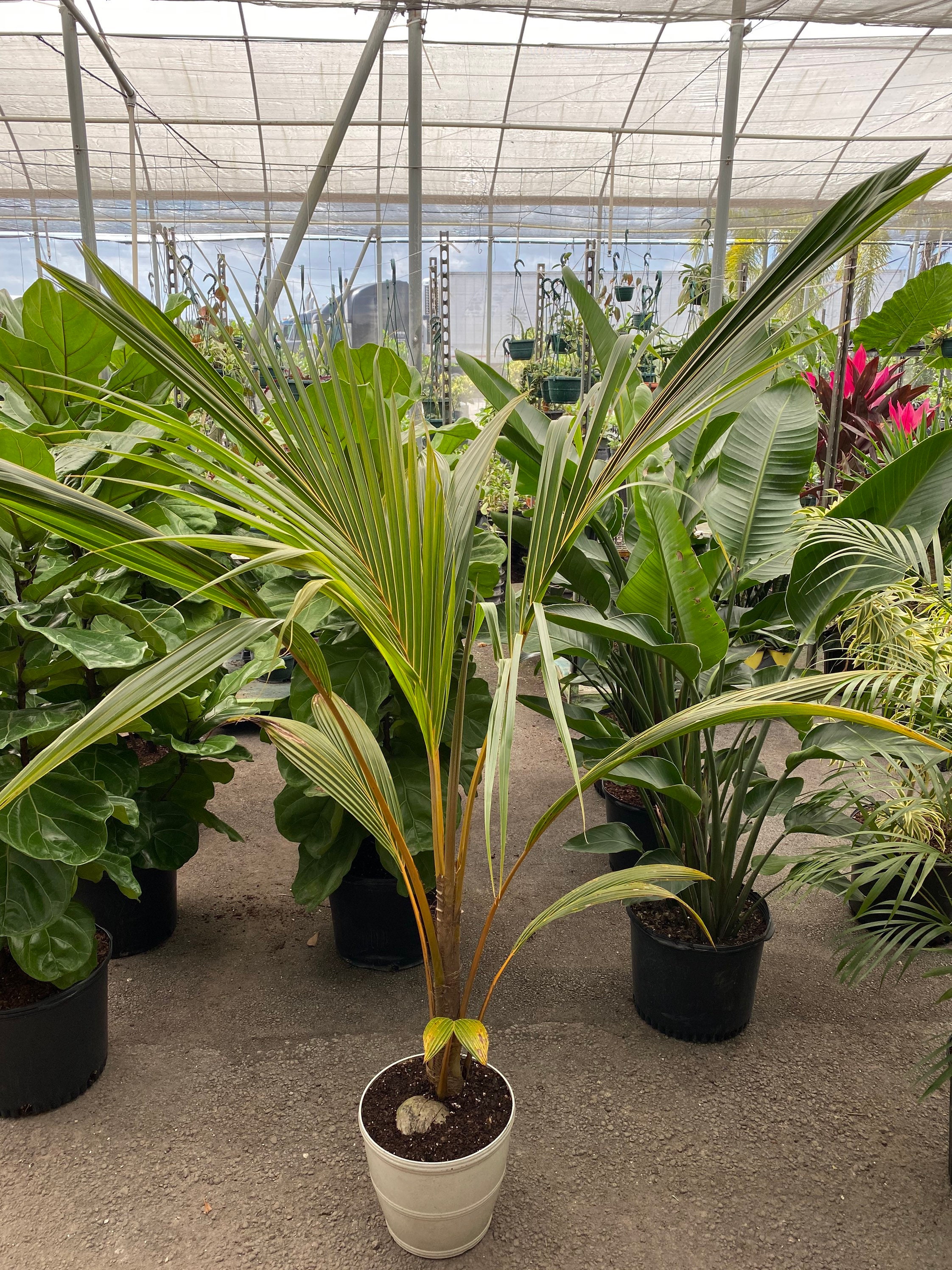 Palm Coconut Tree Red Spicata, Live Tropical Palm - Etsy