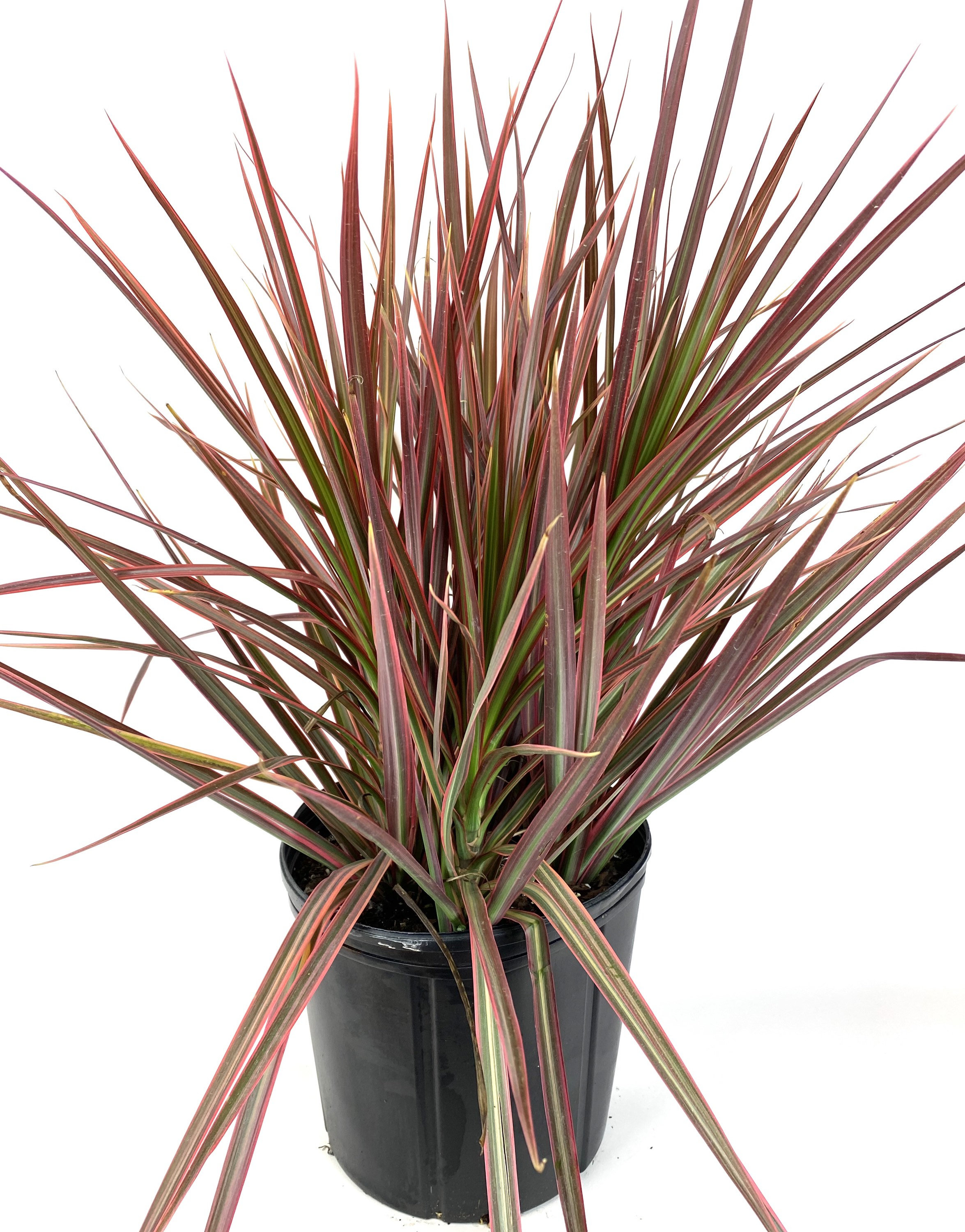 Red Margined Dracaena