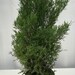 Brodie Eastern Red Cedar Tree, Fast Growing Evergreen Privacy Cypress ...