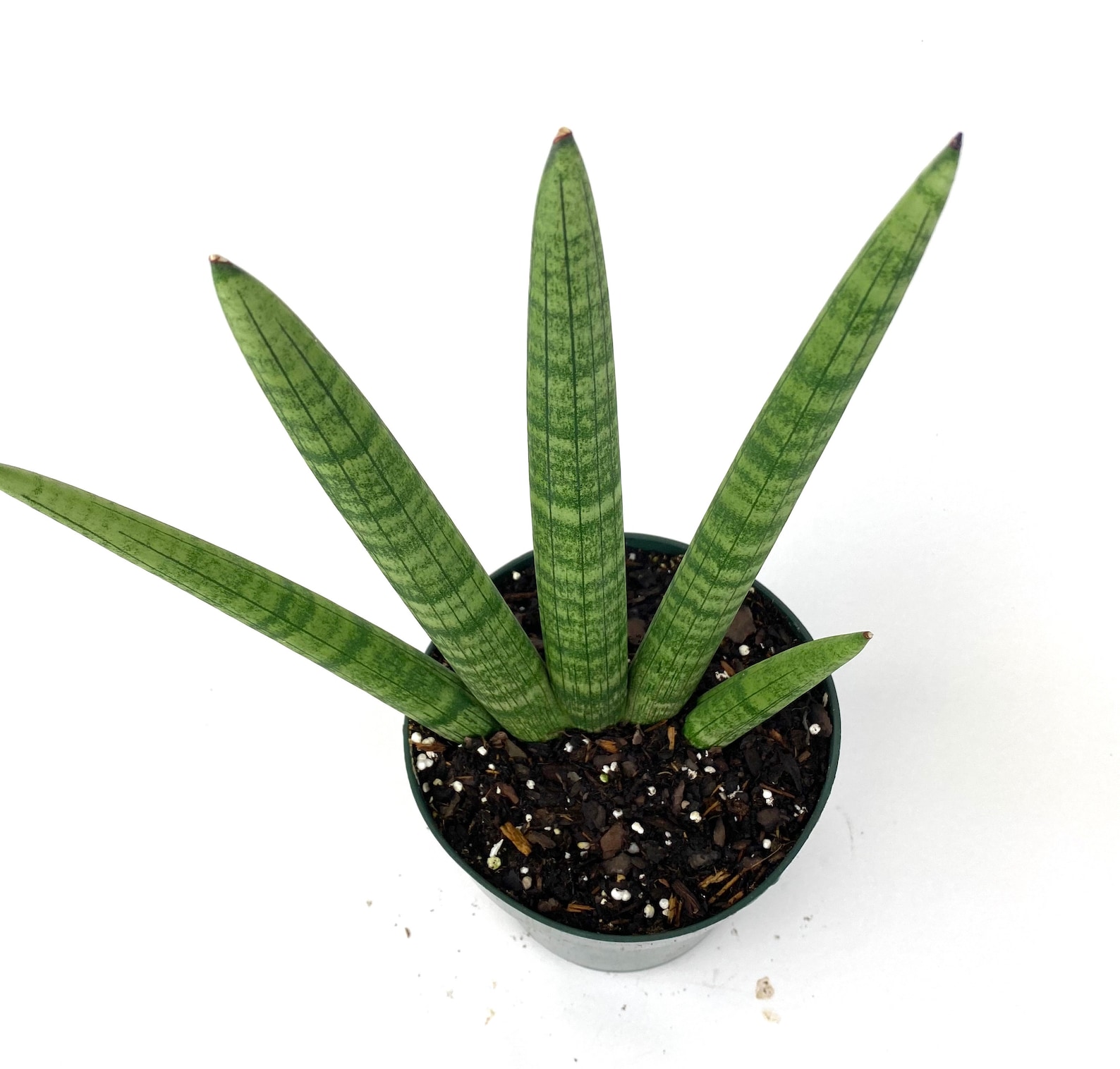 Sansevieria Starfish Boncel Cylindrica Snake Plant Live - Etsy