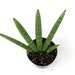 Sansevieria Starfish Boncel Cylindrica Snake Plant Live - Etsy