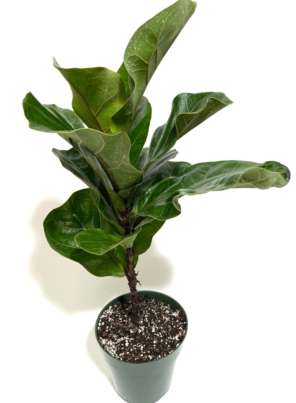 Ficus Fiddle Leaf Fig Bambino Tree Form 6in Pot 20-24in | Etsy Canada
