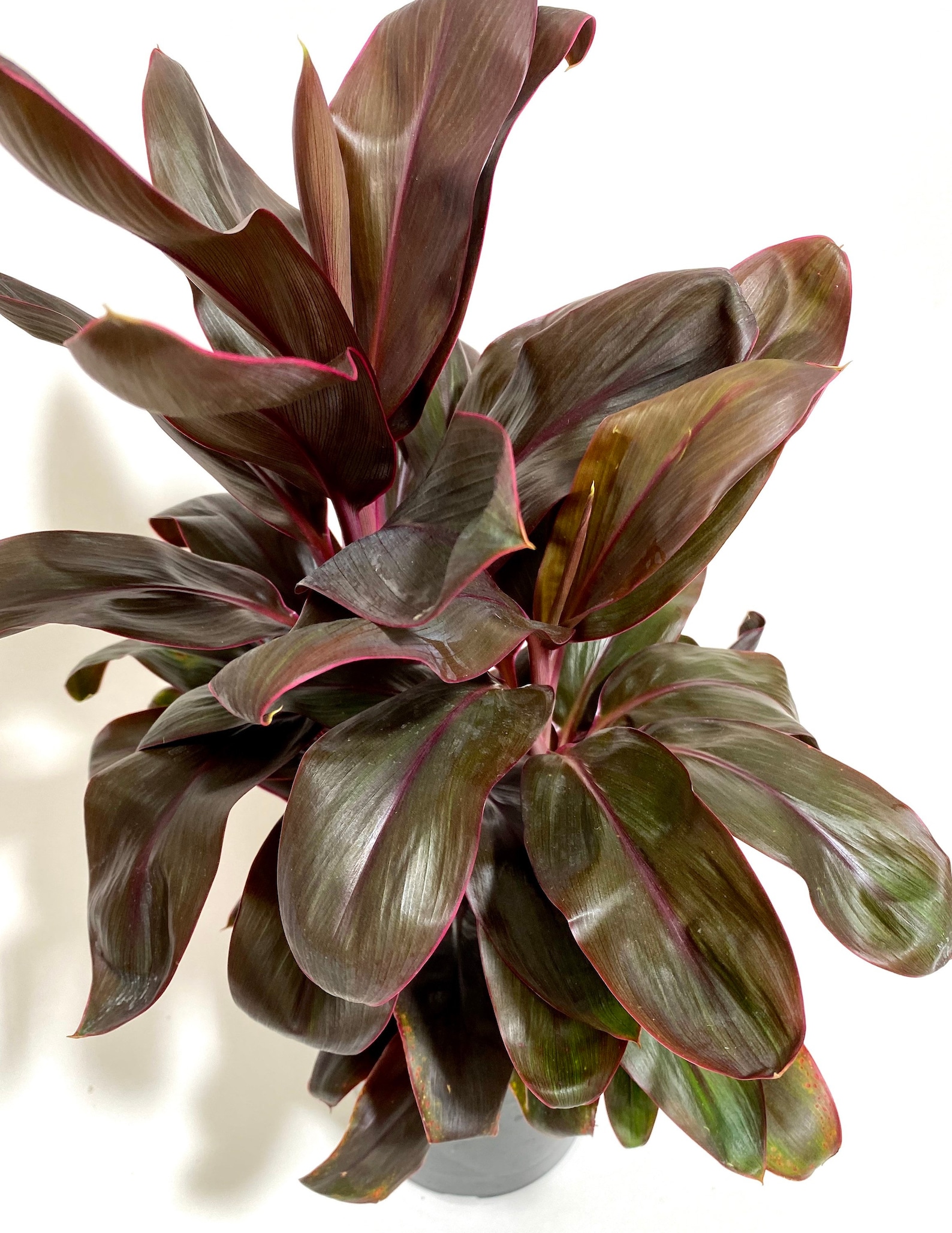 Cordyline Fruticosa Ruby, Good Luck Plant - Etsy
