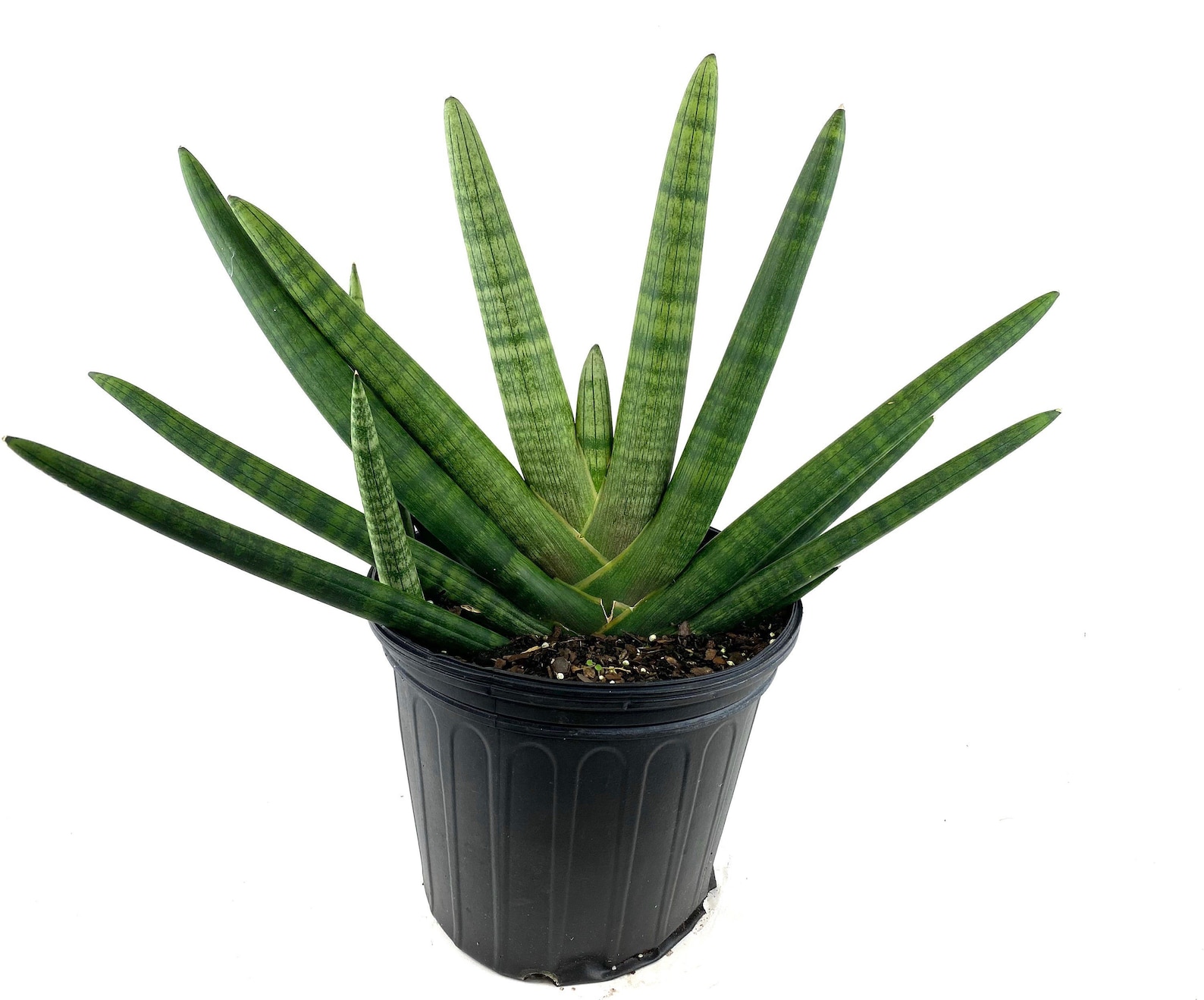 Sansevieria Starfish Boncel Cylindrica Snake Plant Live - Etsy