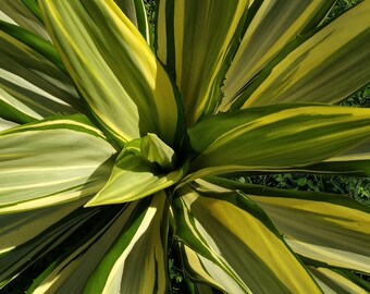 Giant False Agave, Variegated (furcraea Foetida) 4” Pot - Etsy