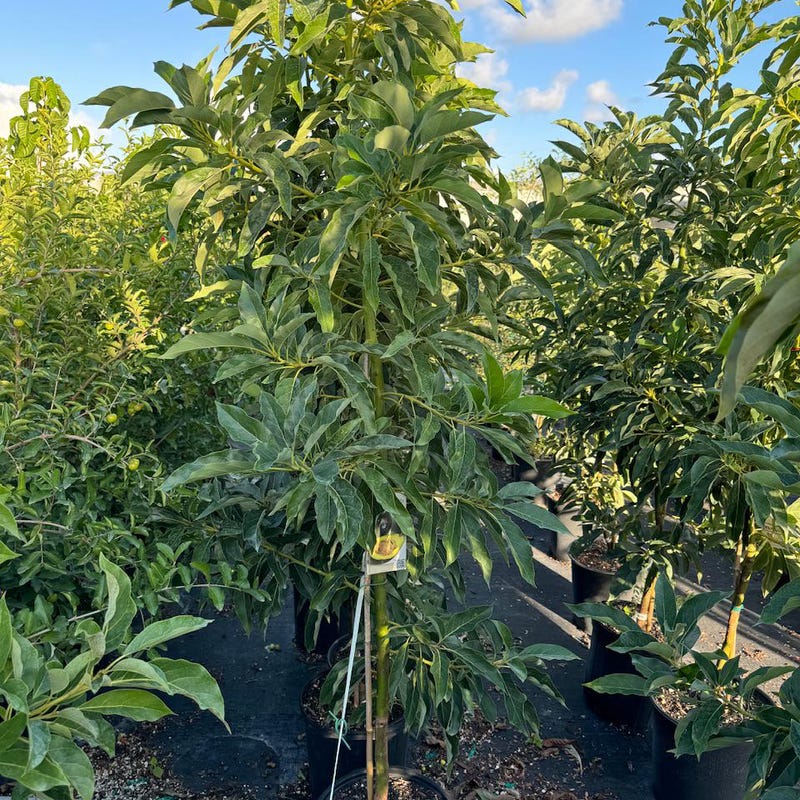 Hass Avocado Tree - Etsy