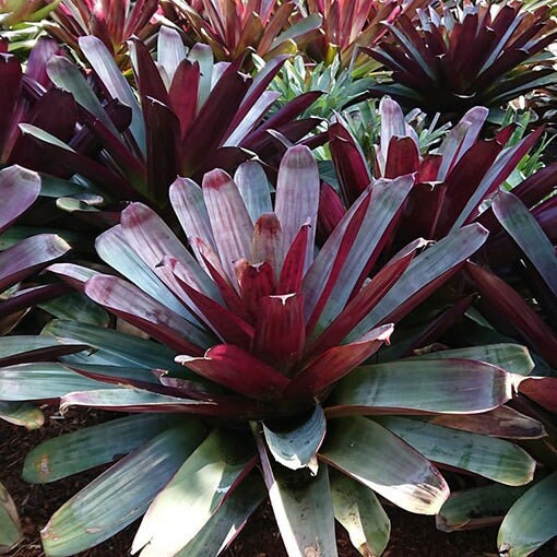 Bromeliad Alcantarea Imperialis - Etsy Bromeliad Alcantarea Imperialis - Etsy