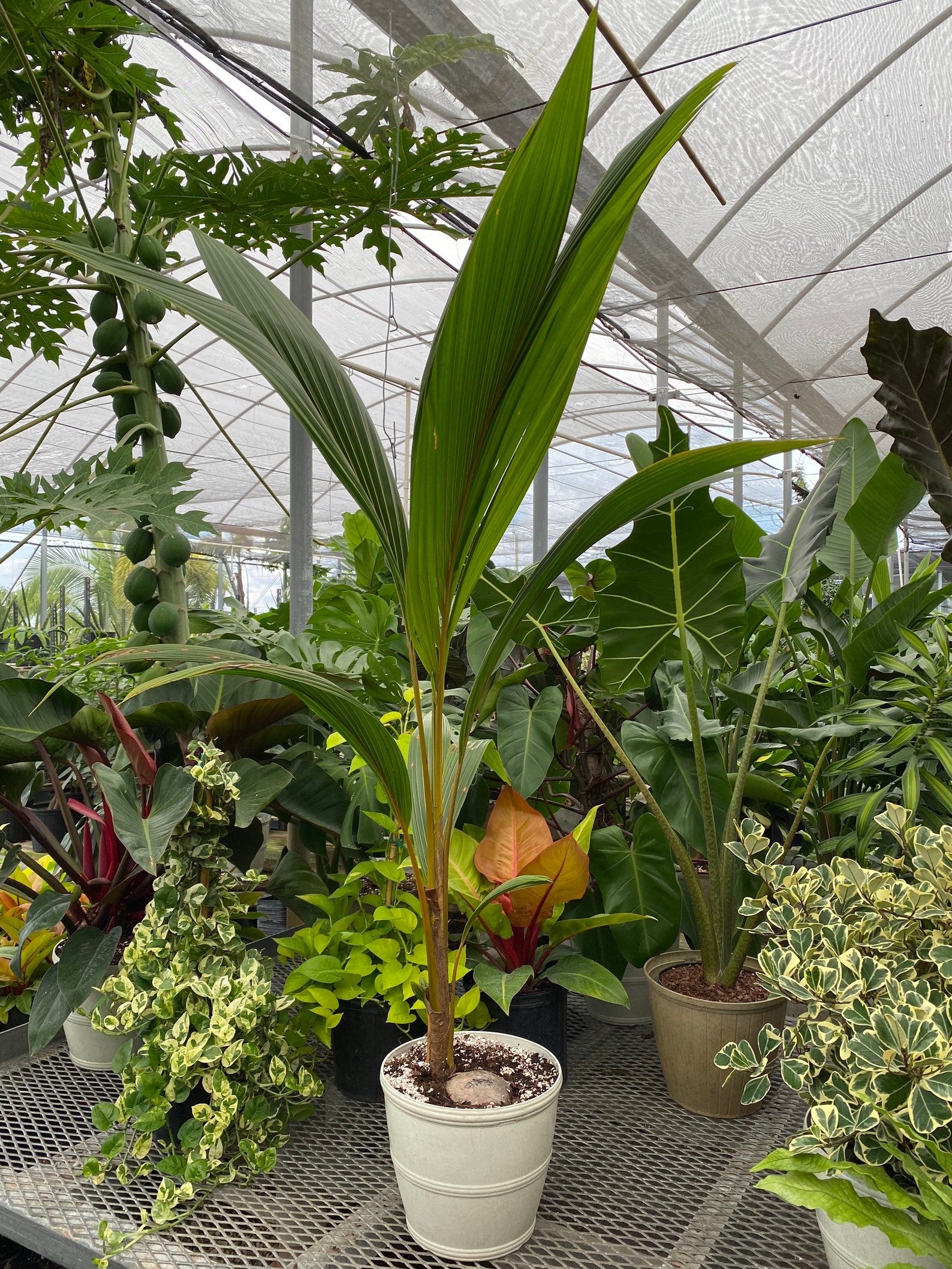 Palm Coconut Tree Red Spicata, Live Tropical Palm - Etsy