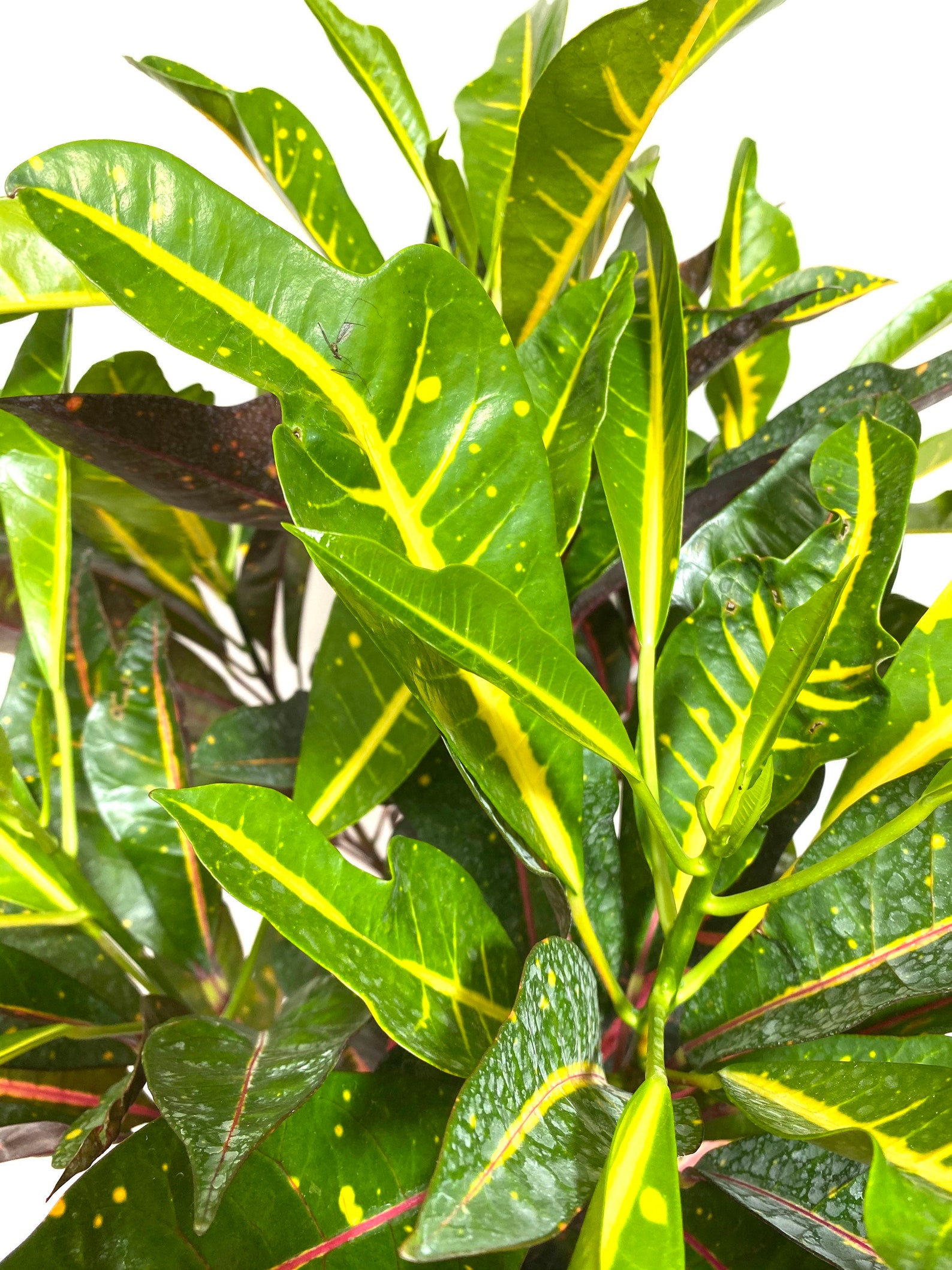 Croton Magnificent Live Plant Indoor or Outdoor | Etsy