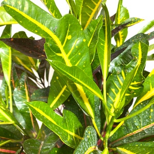 Croton Magnificent, Live Plant Indoor or Outdoor - Etsy