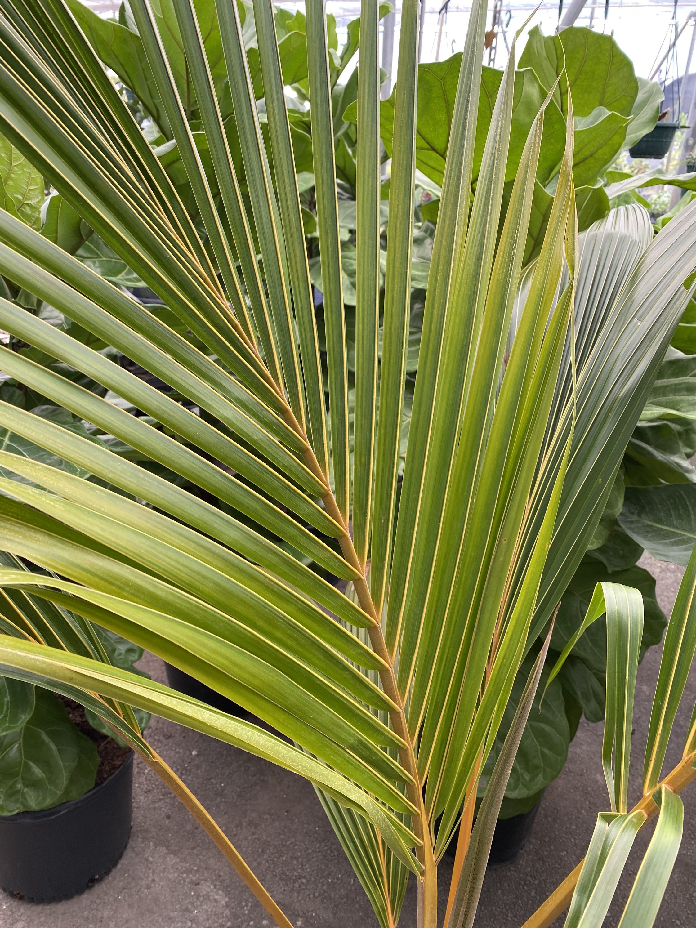 Palm Coconut Tree Red Spicata, Live Tropical Palm - Etsy