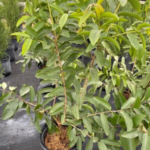 Ruby Supreme Guava Fruit Tree, Psidium Guajava - Etsy