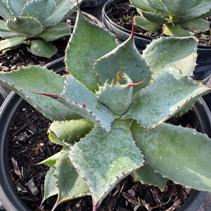 Agave Parryi J.C. Raulston - Etsy
