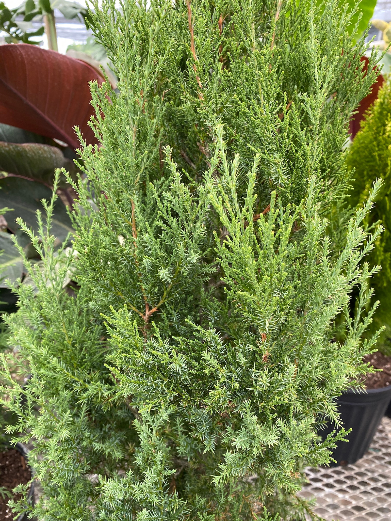 Brodie Eastern Red Cedar Tree, Fast Growing Evergreen Privacy Cypress ...
