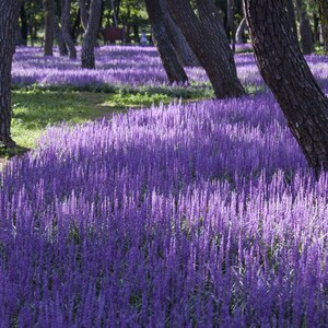 Liriope Muscari Variegated, Monkey Grass - Etsy