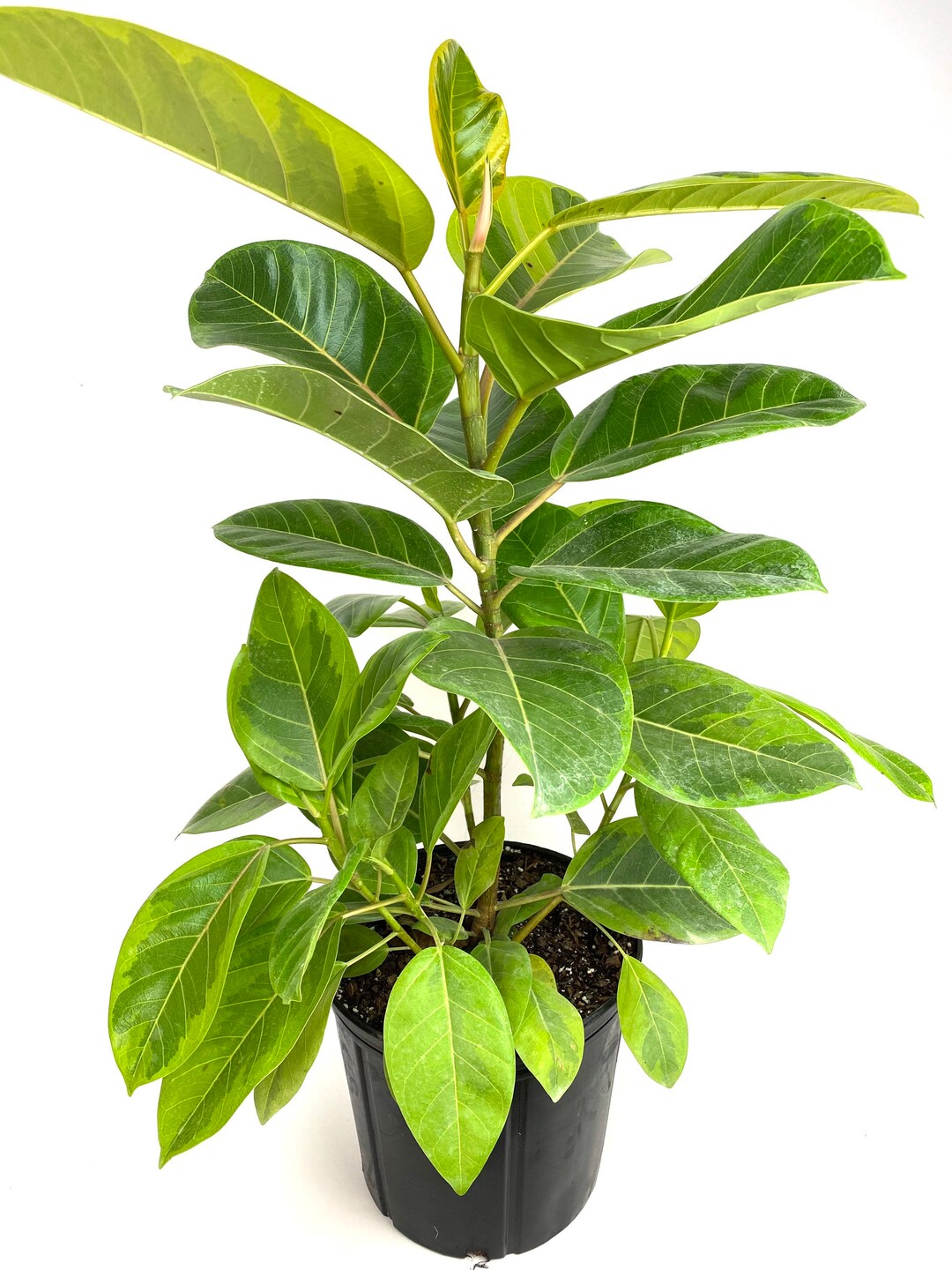 Ficus Altissima Tree Form Double, Variegated Yellow Gem - Etsy