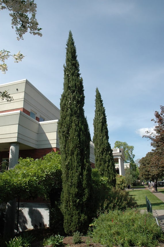 Italian Cypress Mediterranean Cypress - Etsy