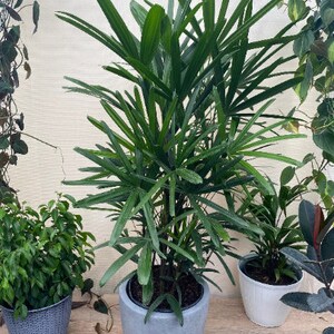 Lady Palm, Rhapis Excelsa, Indoor Queen Palm - Etsy