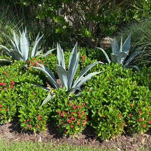 Agave 'gainesville Blue' Gator Century Agave Blue Americana - Etsy