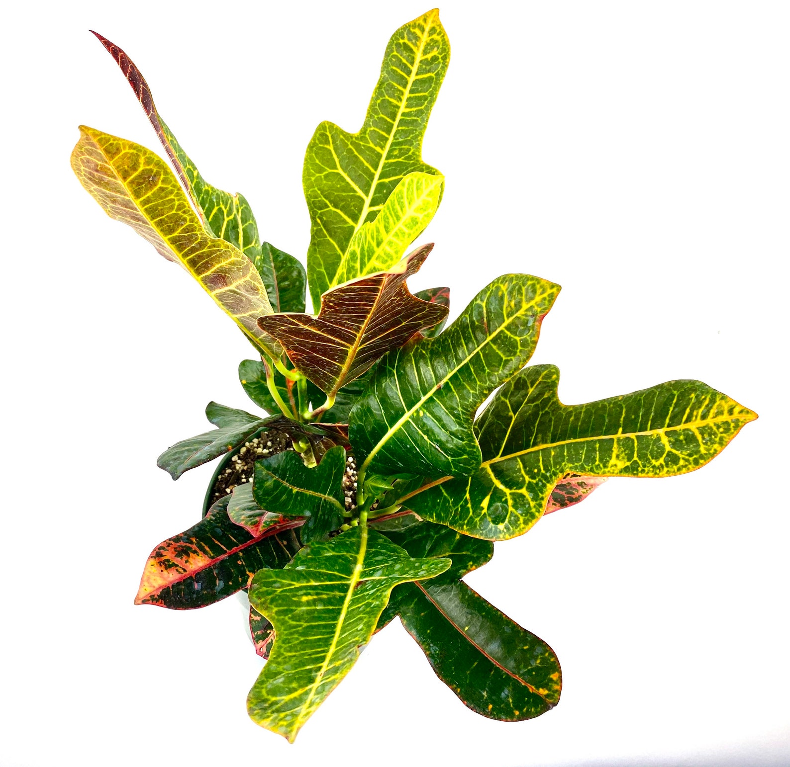 Croton Magnificent Live Plant Indoor or Outdoor - Etsy