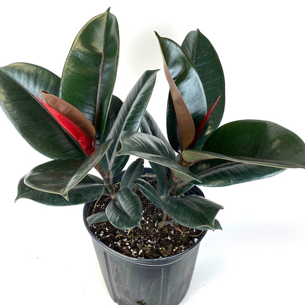 Rubber Plant Live - Etsy